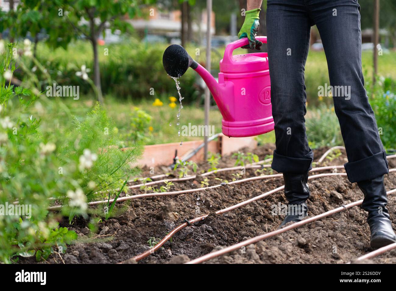 Farmer taking care of her plants, watering vegetable garden with pink ...