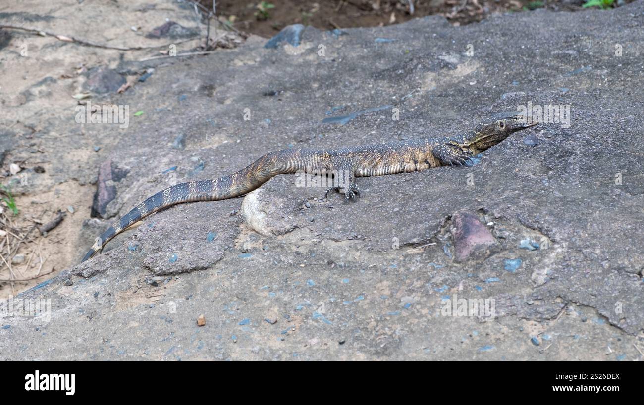 Monitor lizard on a rocky surface. lizard in its natural habitat ...
