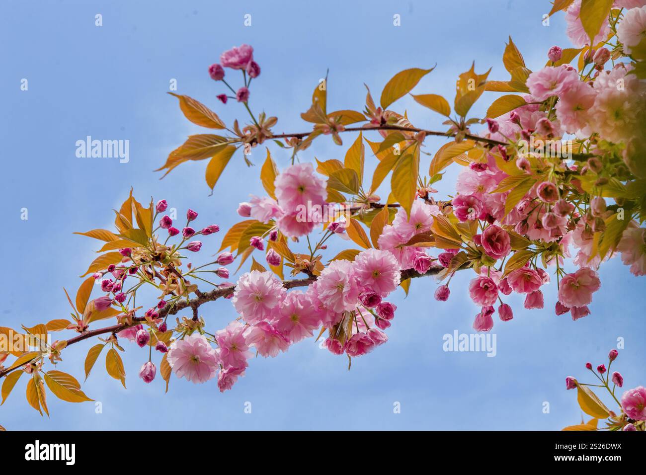 Amazing pink cherry blossom (sakura) in Japanese garden - close-up ...