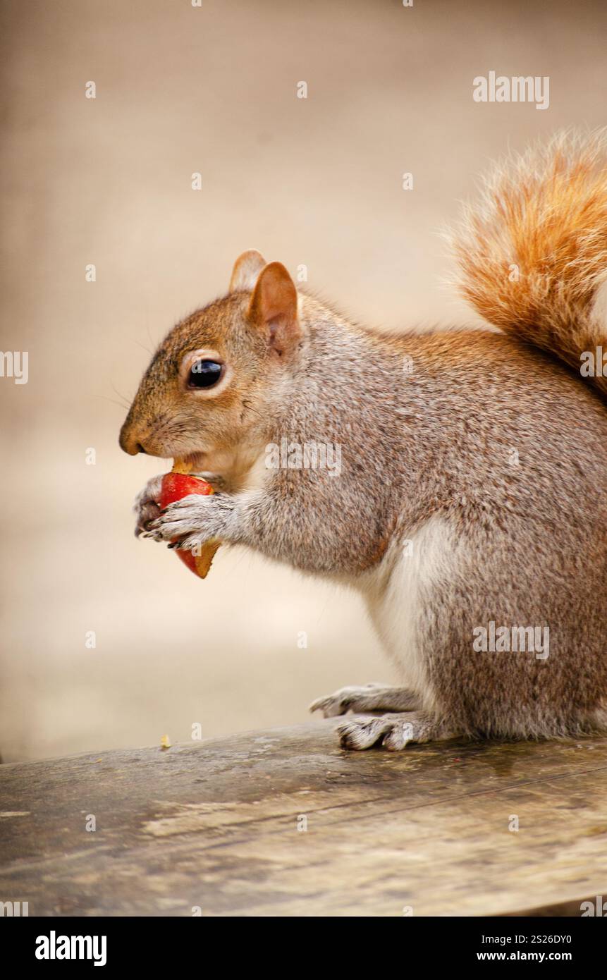 Squirrel eating an apple on a park table in St James's Park, London, in ...