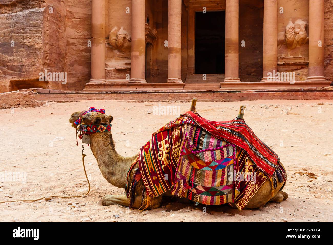 Camel sleeping hi-res stock photography and images - Alamy