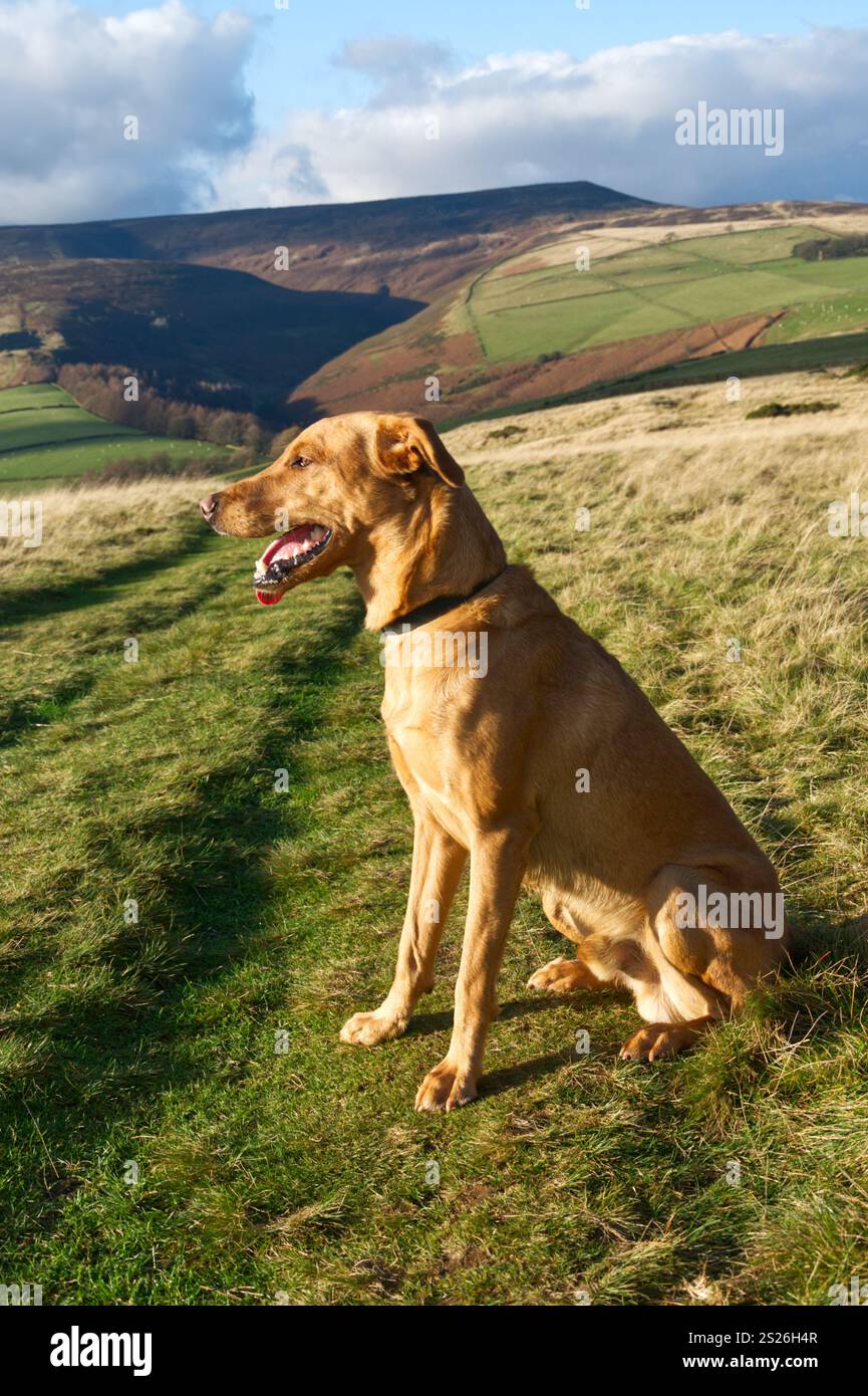Fox red labrador in hi-res stock photography and images - Alamy