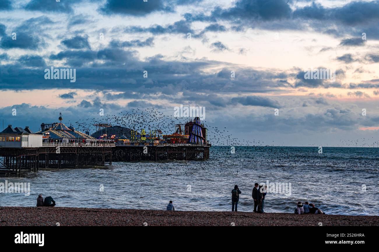 People watching Starling murmuration at sunset at the beach near the ...