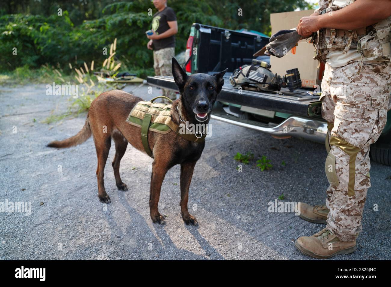 A highly trained working dog stands alert next to its handler in a ...