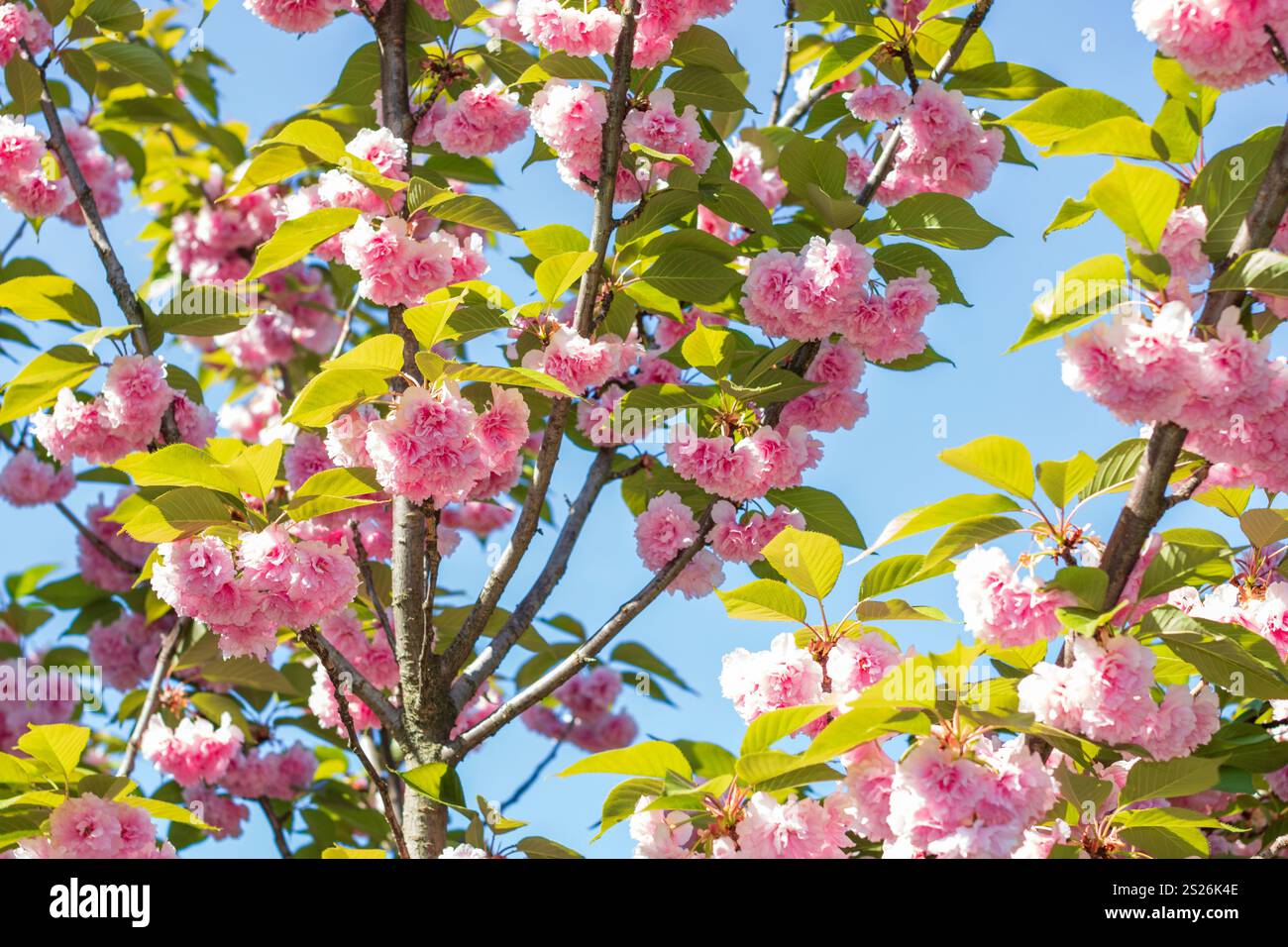 Spring colors in the Botanical Garden of Bucharest Stock Photo - Alamy
