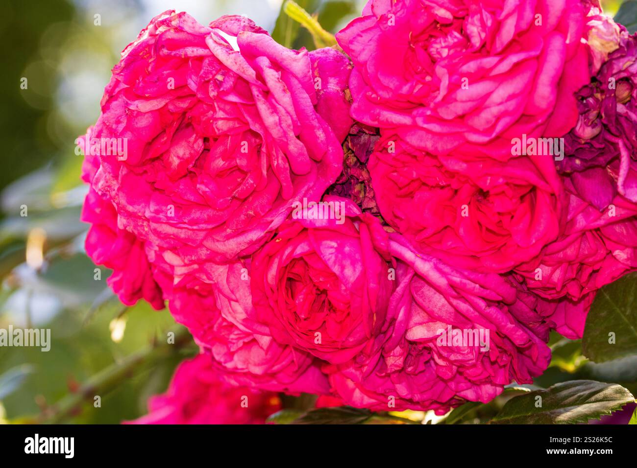Spring colors in the Botanical Garden of Bucharest Stock Photo - Alamy
