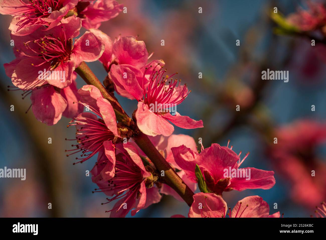 Spring colors in the Botanical Garden of Bucharest Stock Photo - Alamy