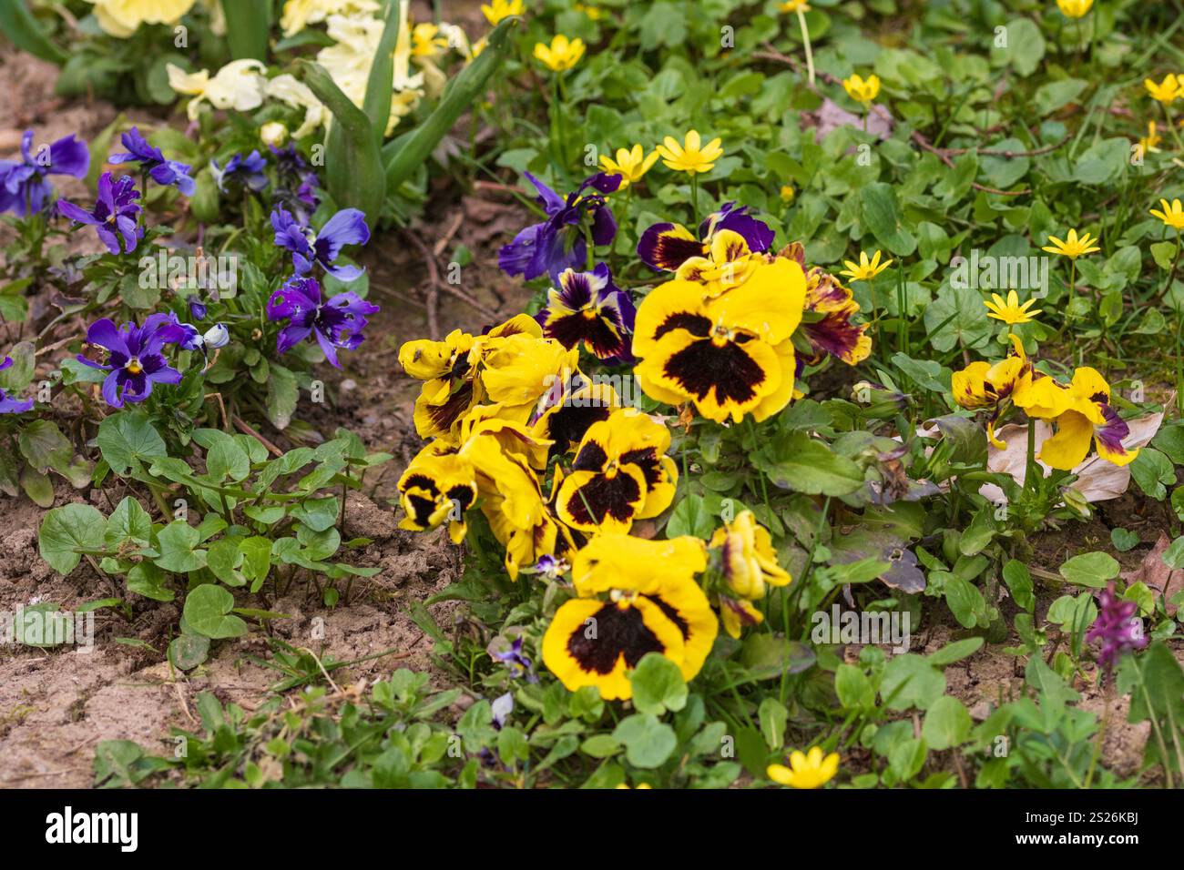 Spring colors in the Botanical Garden of Bucharest Stock Photo - Alamy