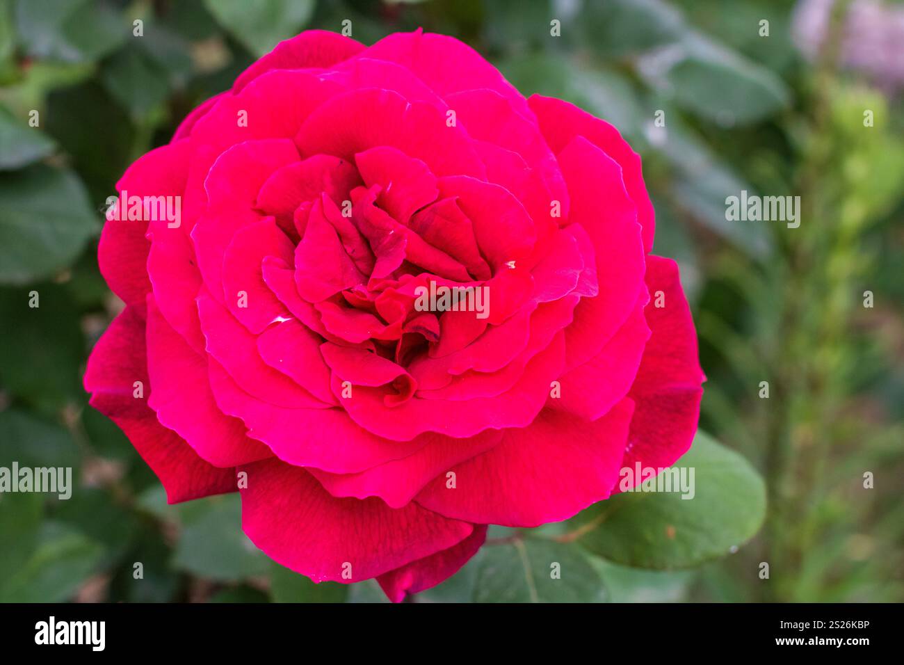 Spring colors in the Botanical Garden of Bucharest Stock Photo - Alamy