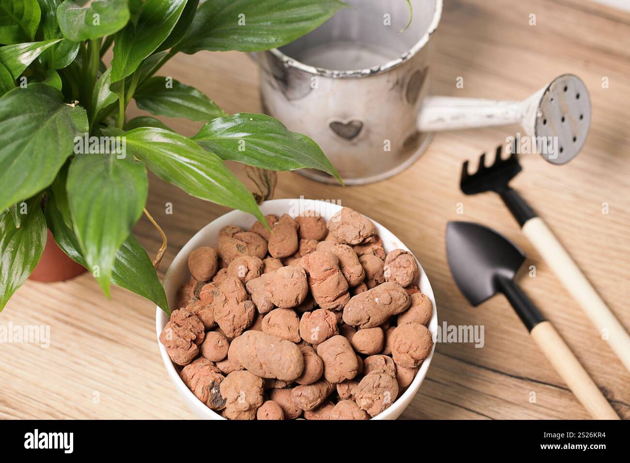 Spathiphyllum Peace Lily Care. Home plant transplant tools, soil ...