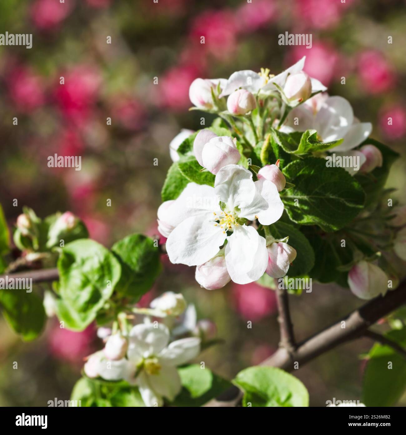 white bloom of flowering apple tree close up in spring Stock Photo - Alamy