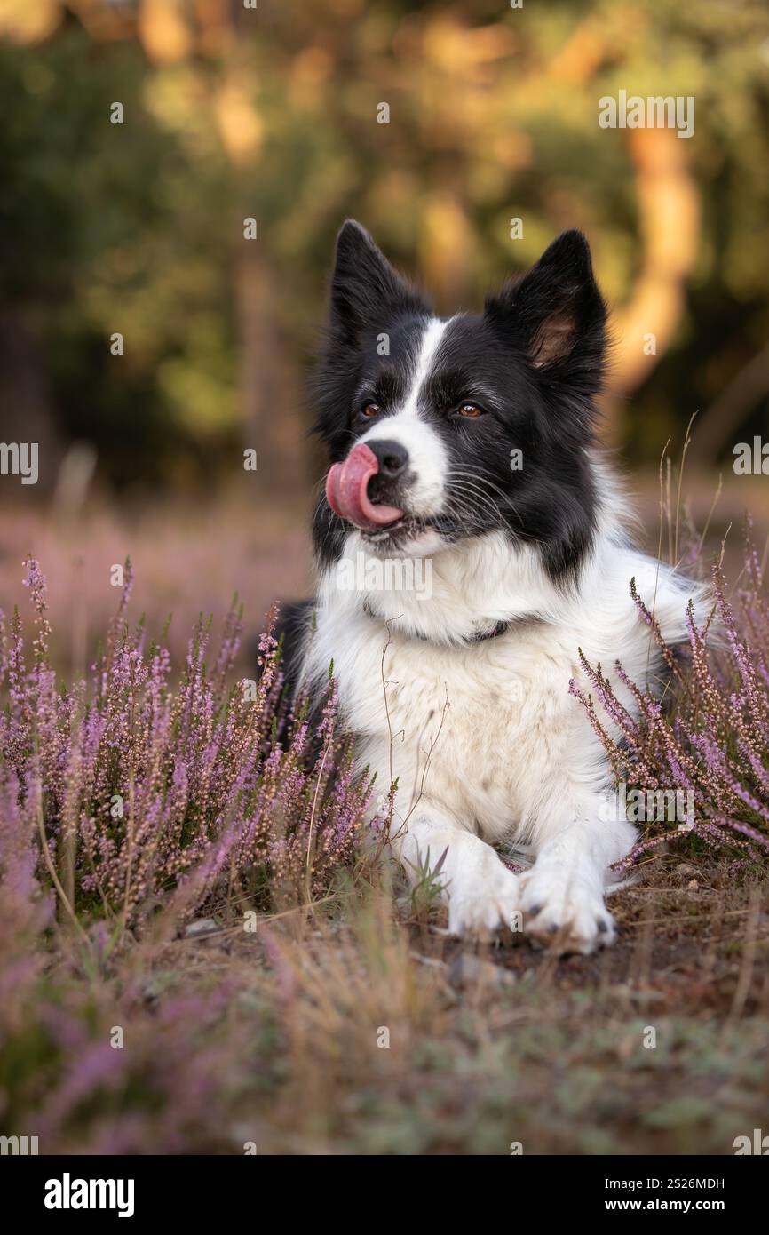 Vertical Portrait of Border Collie with Tongue Out Lying Down in Pink ...