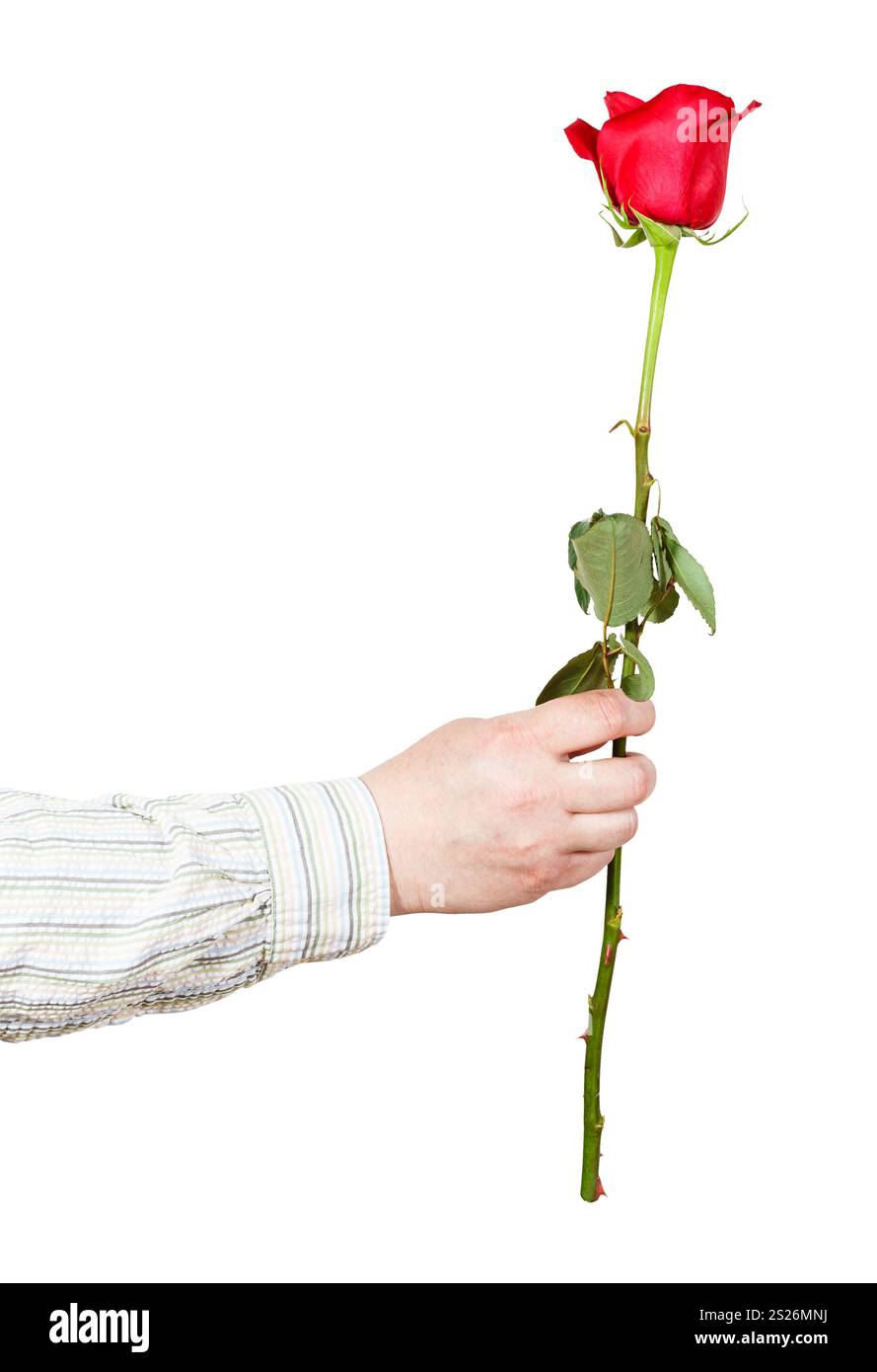 male hand handing one flower - red rose isolated on white background ...