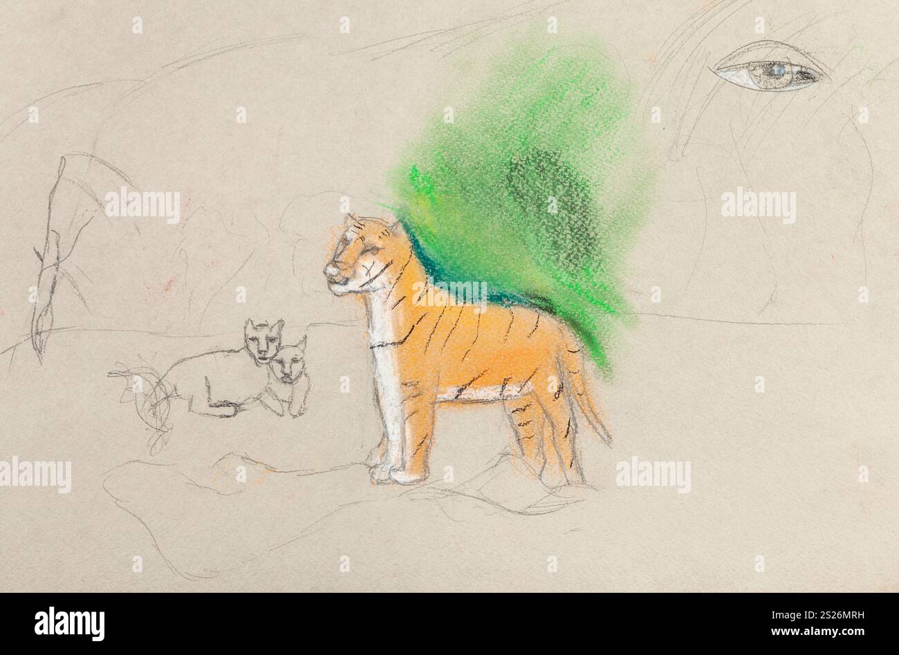 children unfinished drawing - tigress with cubs by color pencil Stock ...