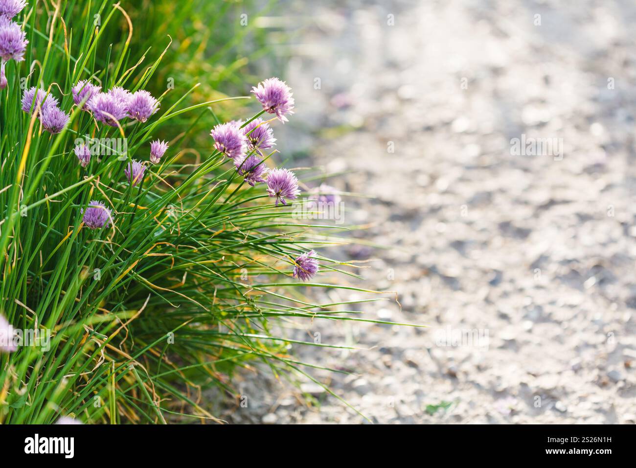 natural background - green grass and pink chives flowers on roadside ...
