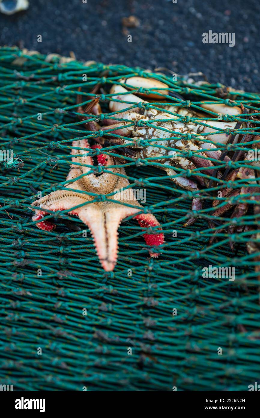 Crab ans starfish trapped in a large green trawl Stock Photo - Alamy