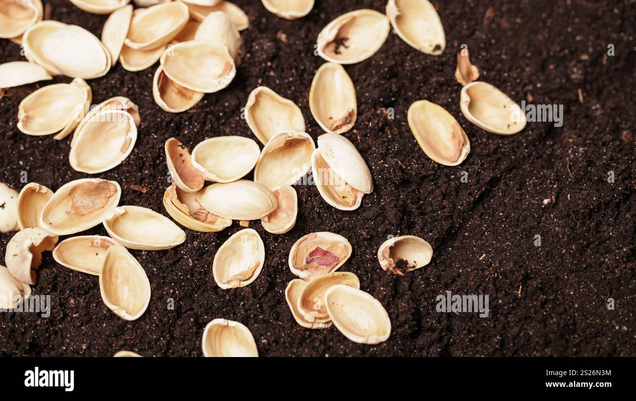 Pistachio shells on Soil. Empty Pistachio Nut Shell. Gardening. Compost ...