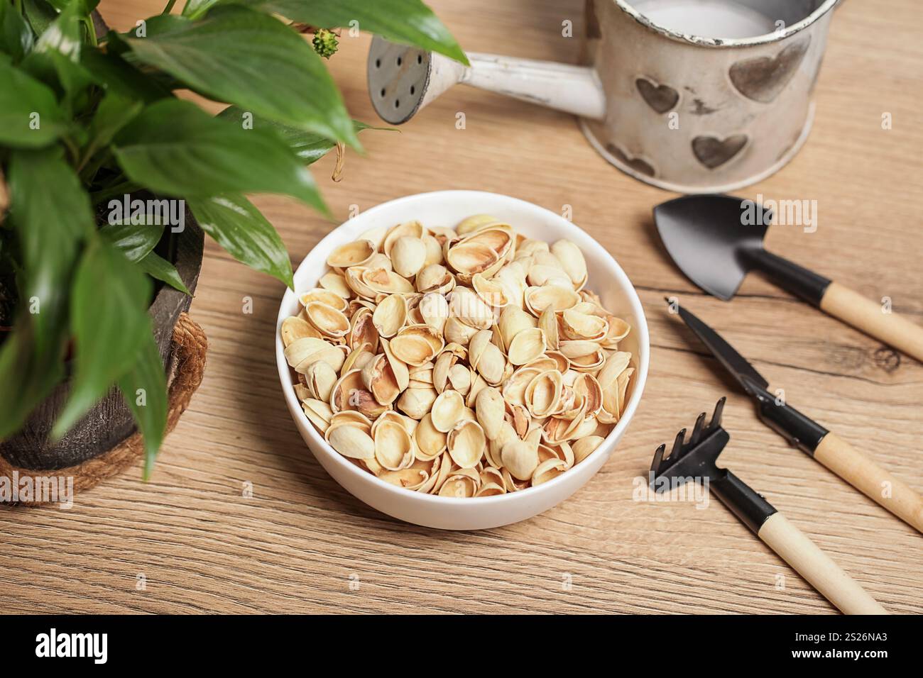 Pistachio Shells Gardening. Mulching Soil. Mulch or Compost Stock Photo ...