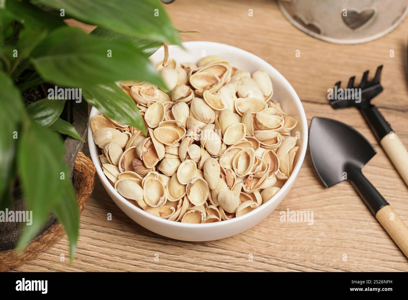 Pistachio Shells Gardening. Mulching Soil. Mulch or Compost Stock Photo ...