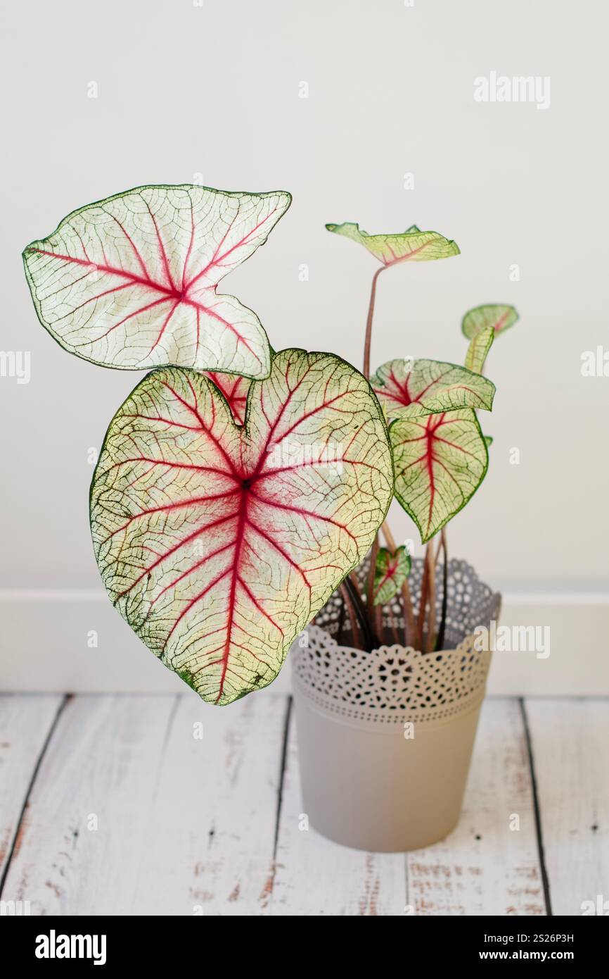caladium white queen rare houseplant. plant in a pot. red veins and ...
