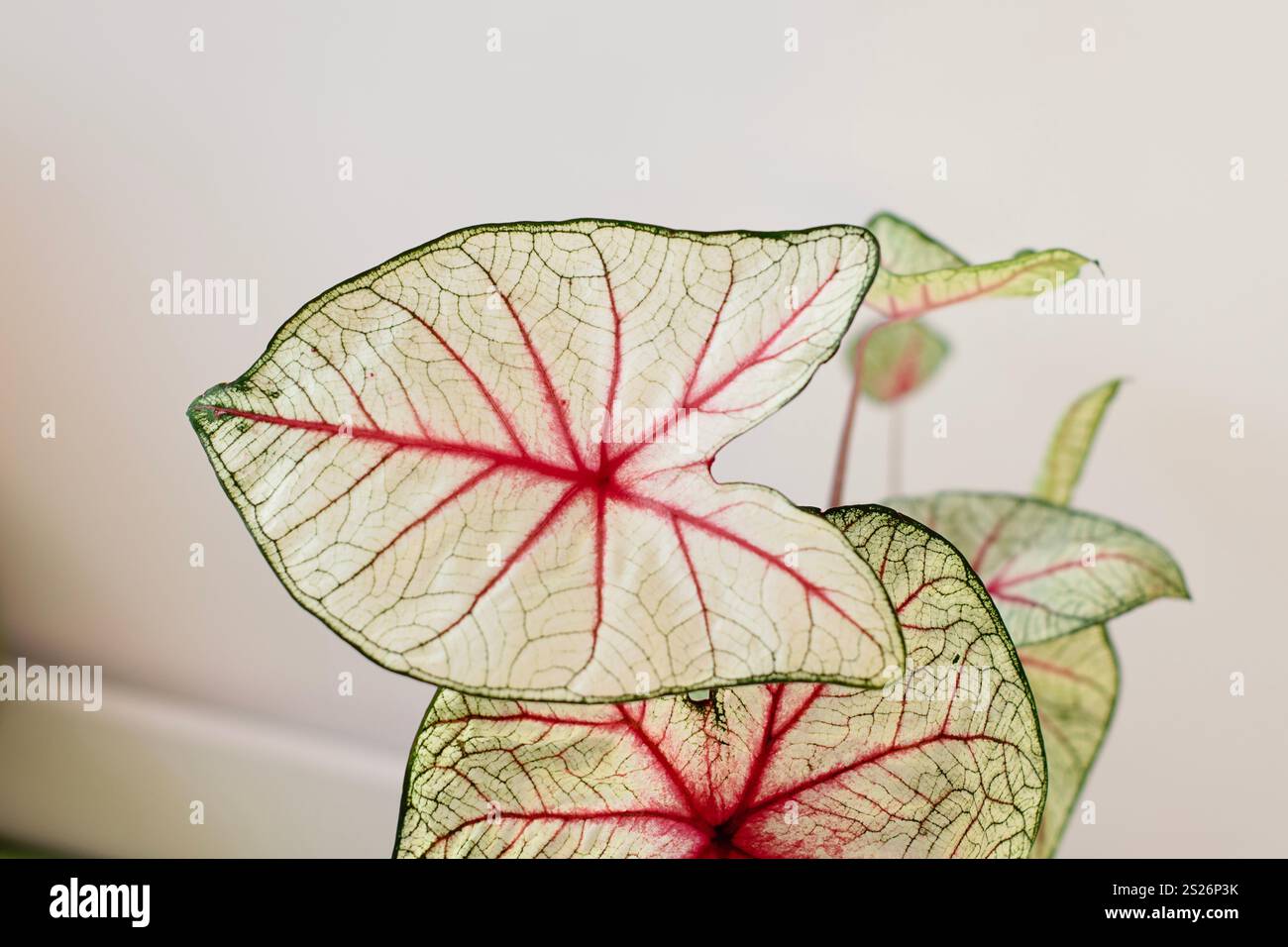 Heart shaped caladium white queen rare houseplant. Plant in a pot. Red ...