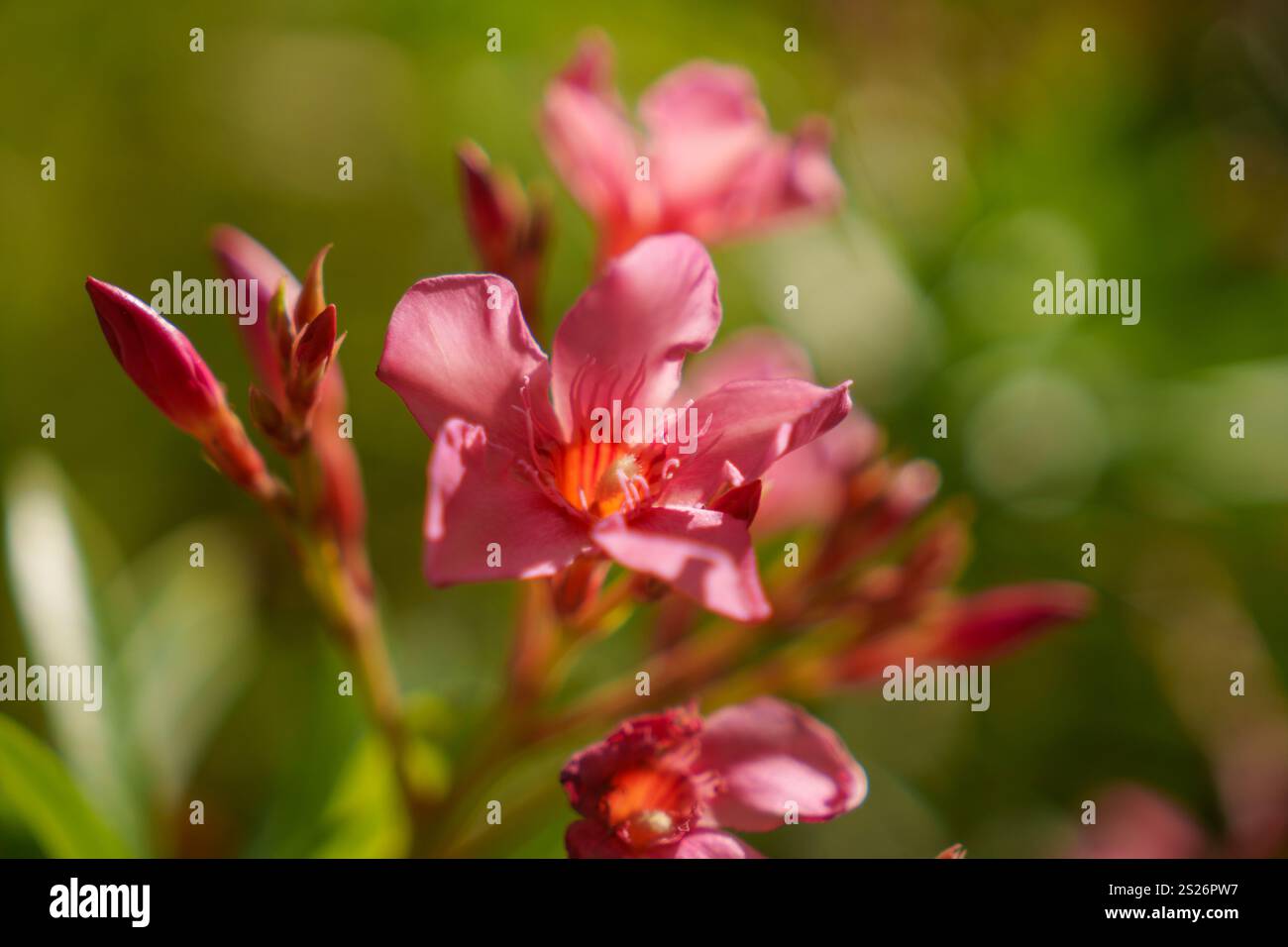 Closeup photograph of Pink Oleander Flowers in full bloom, highlighting ...