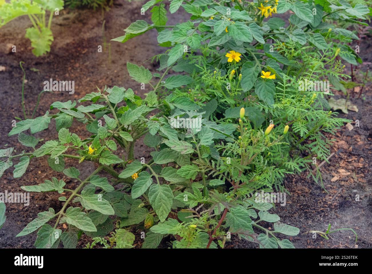 Potato bush is growing in rustic garden. Green seedling in countryside ...