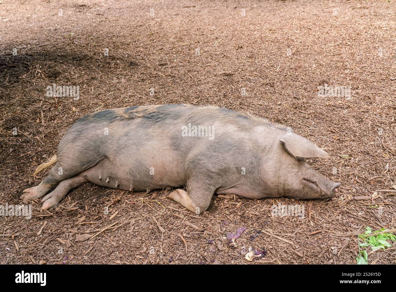 сat comfortably lying on large hi-res stock photography and images - Alamy
