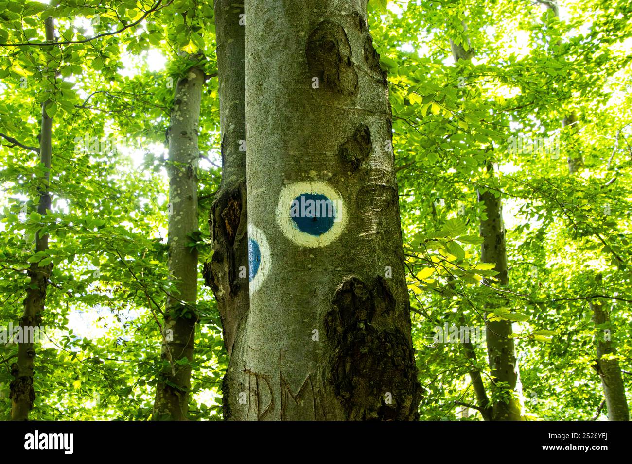 Blue and white tourist routes markings on a tree in the forest Stock ...