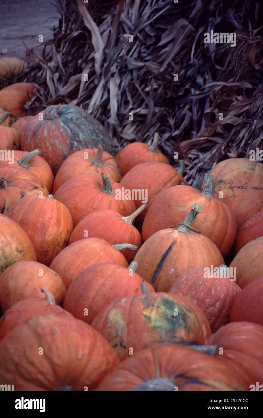 California USA pumpkin patch. 1981. Autumn pumpkins ready for Halloween ...