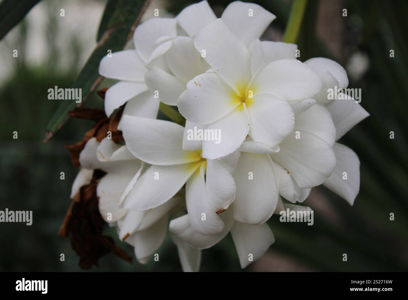 Bvi white flowers hi-res stock photography and images - Alamy
