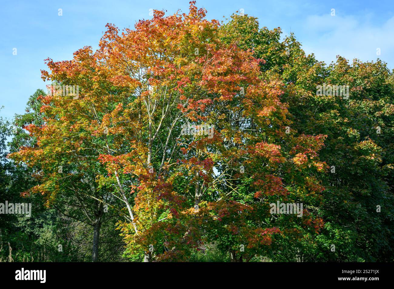 Trees showcase a stunning mix of autumn colors, with bright orange ...
