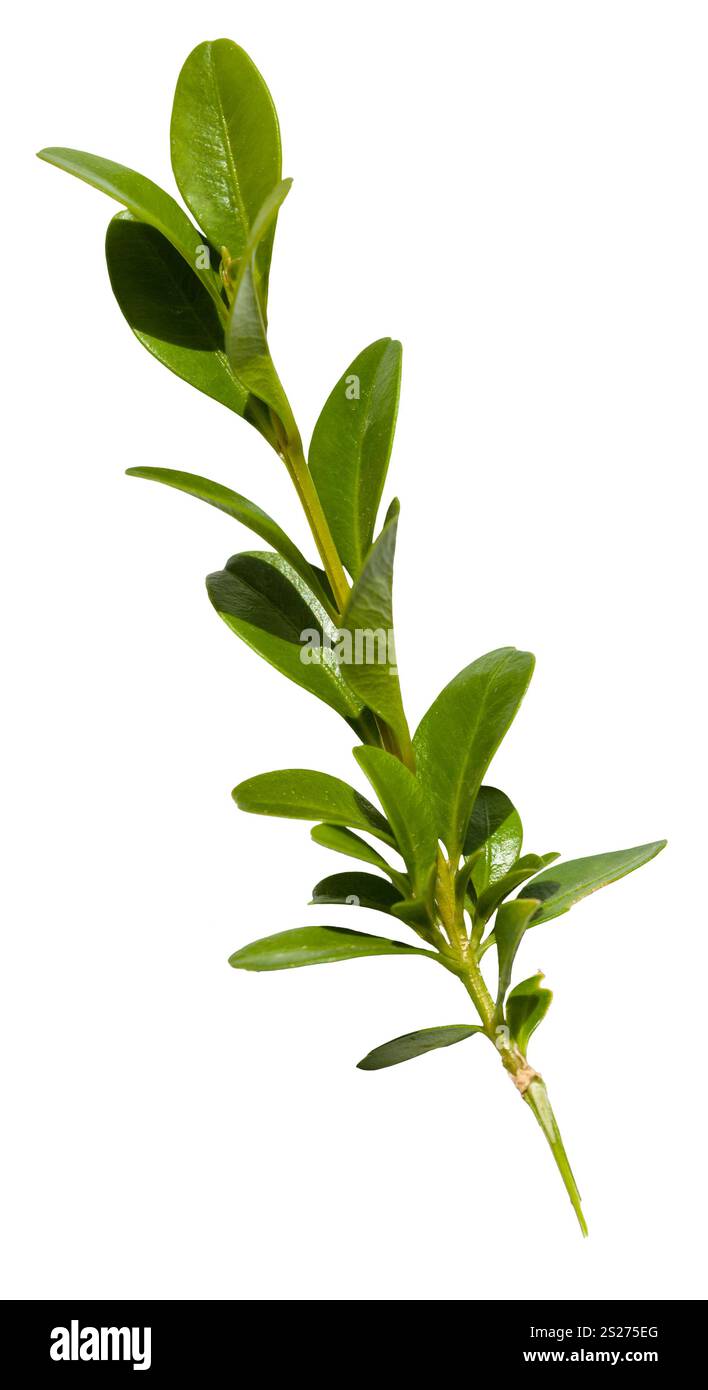 green twig of buxus (boxwood, box, box-tree) plant isolated on white ...