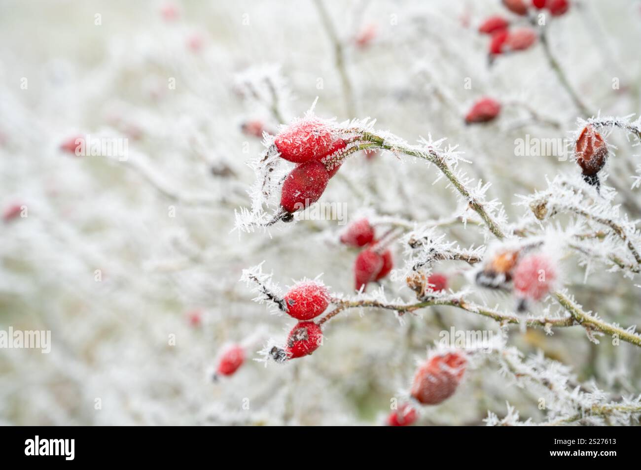 Rose hip bush with frost , cold frosty weather forecast in winter, snow ...