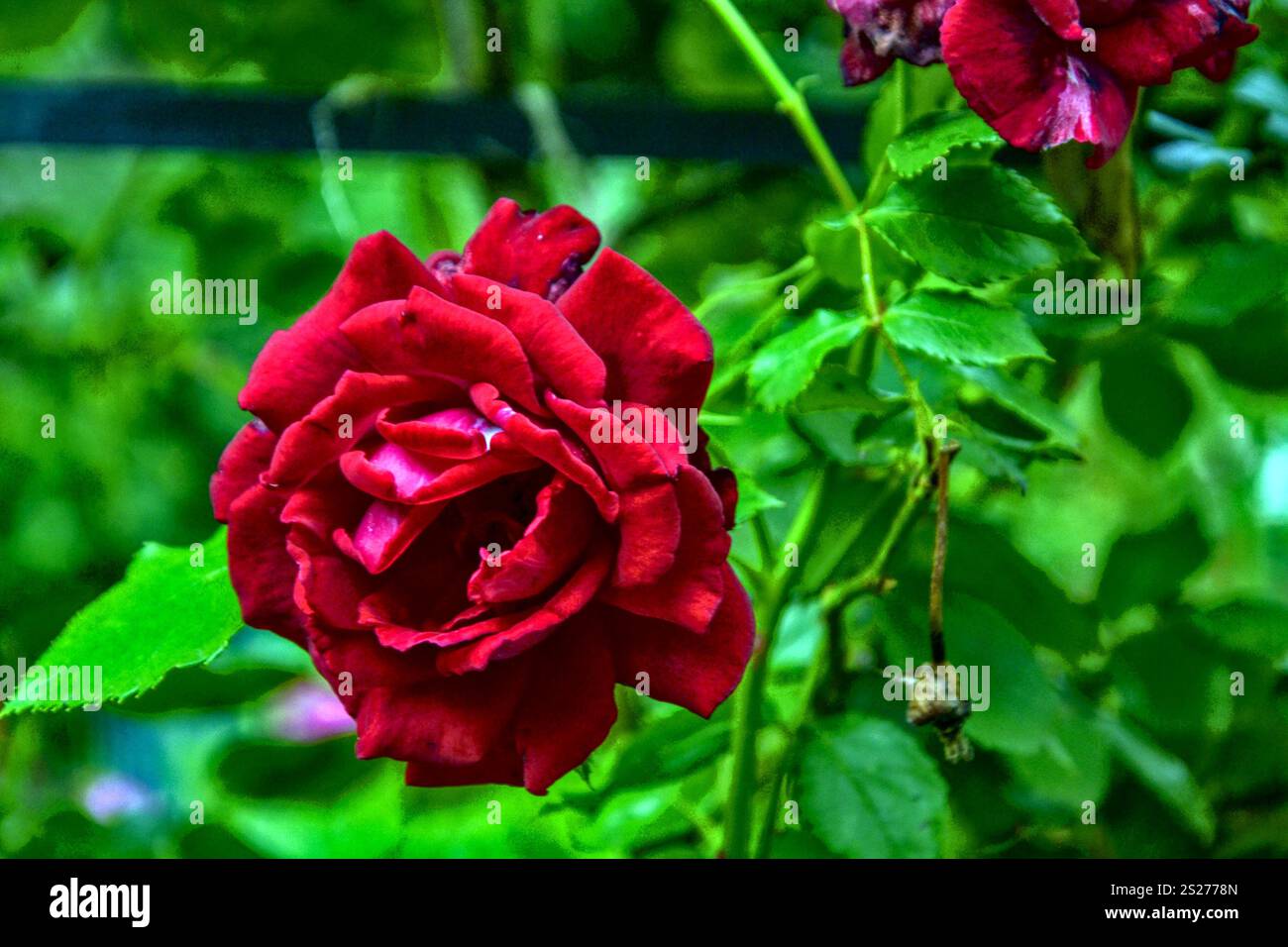Green claret leaves ornamental hi-res stock photography and images - Alamy