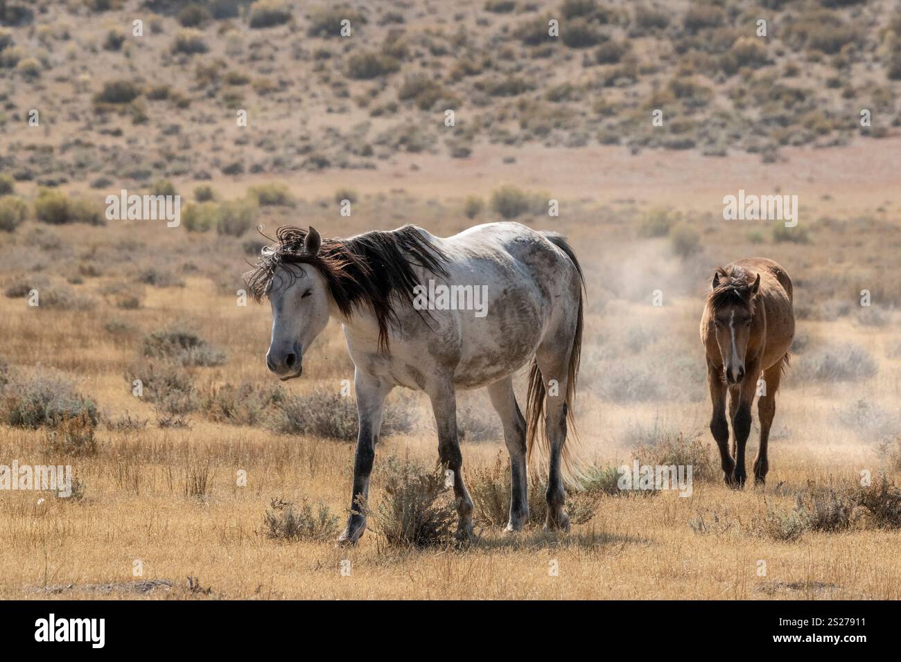 Wild Horse, Mustangs, American West, California Stock Photo - Alamy