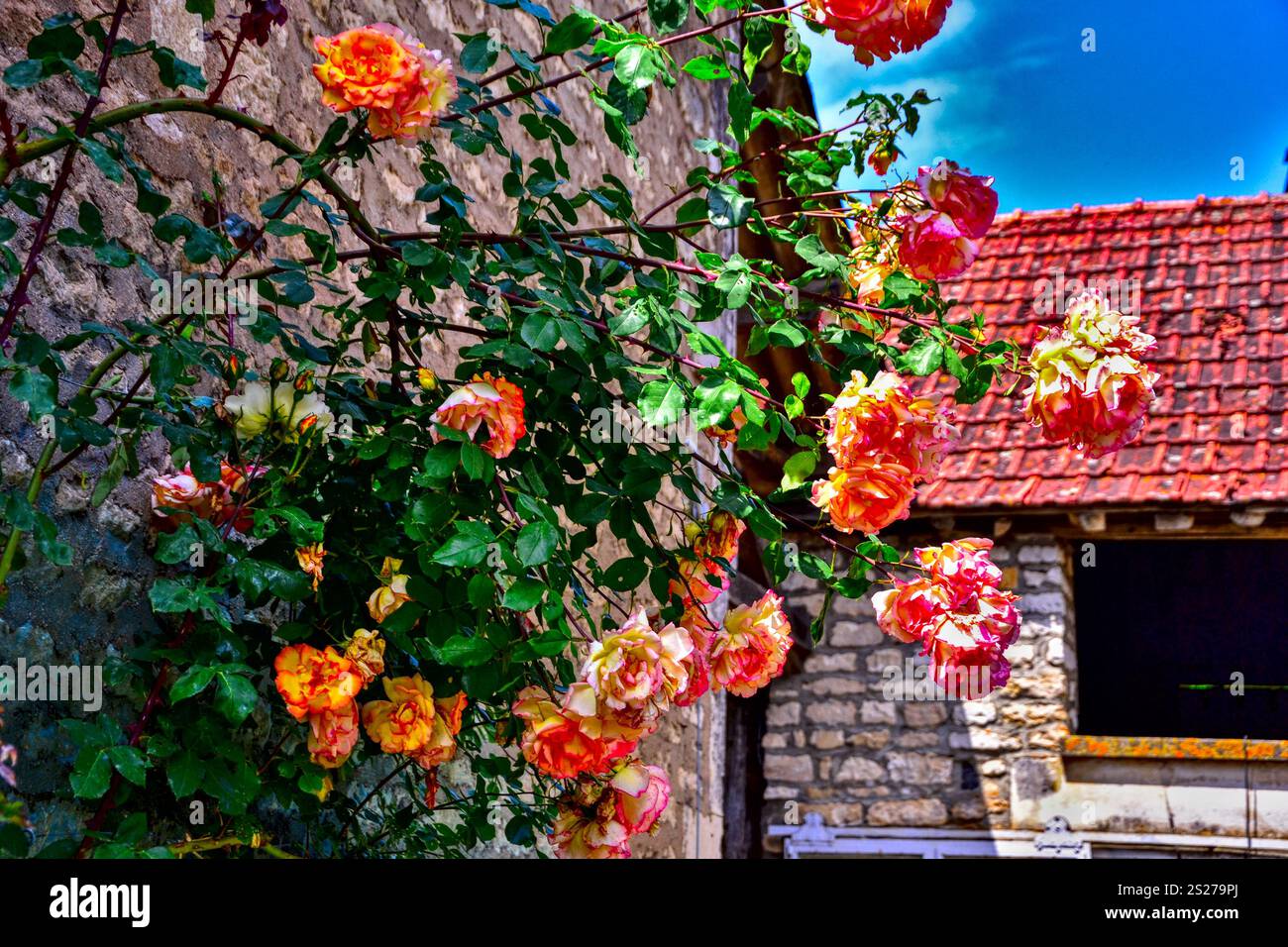 Superb cluster of orange and pink roses on an old stone wall. The photo ...