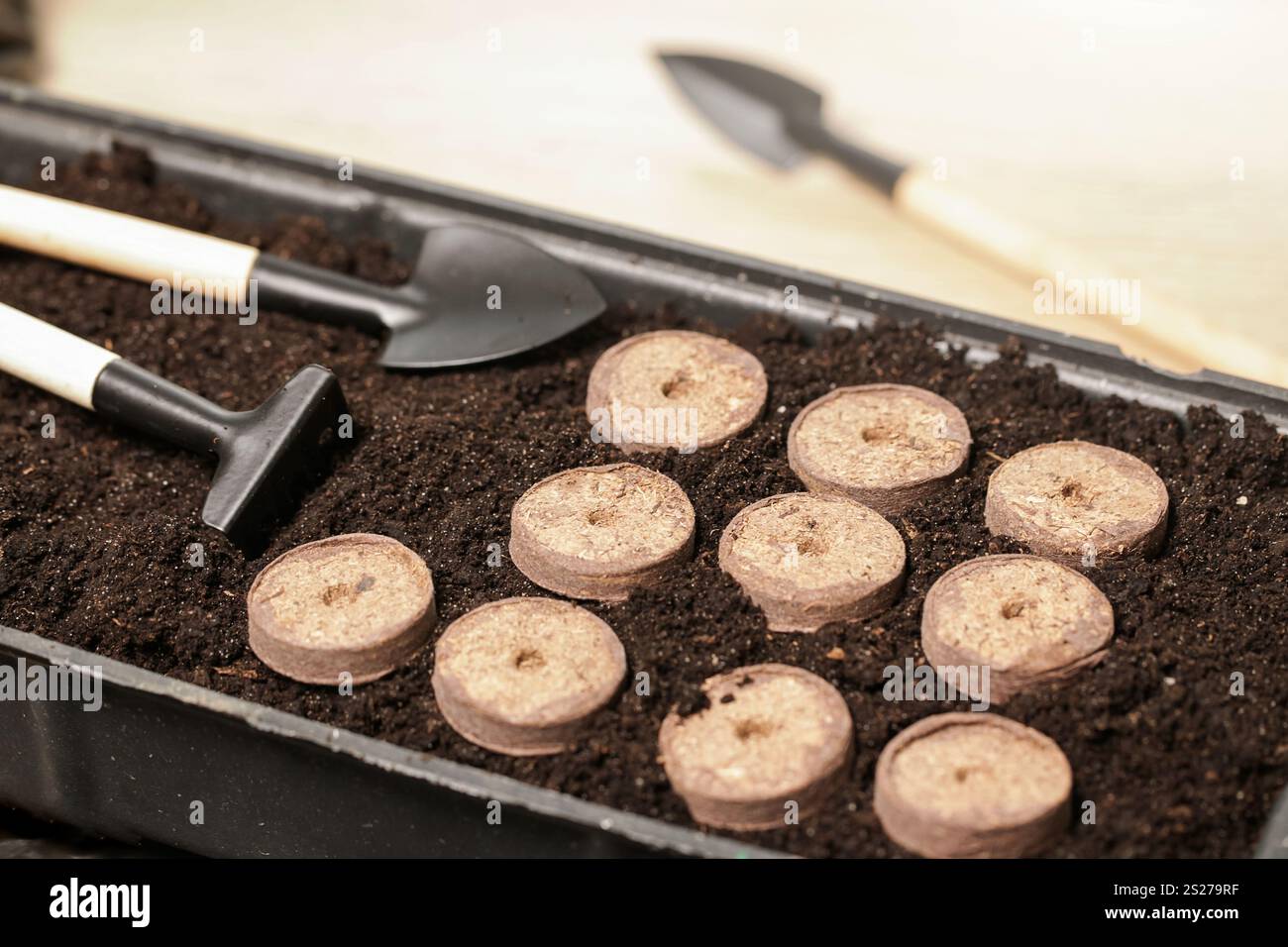 Growing seedlings in peat pellets in an indoor greenhouse or ...