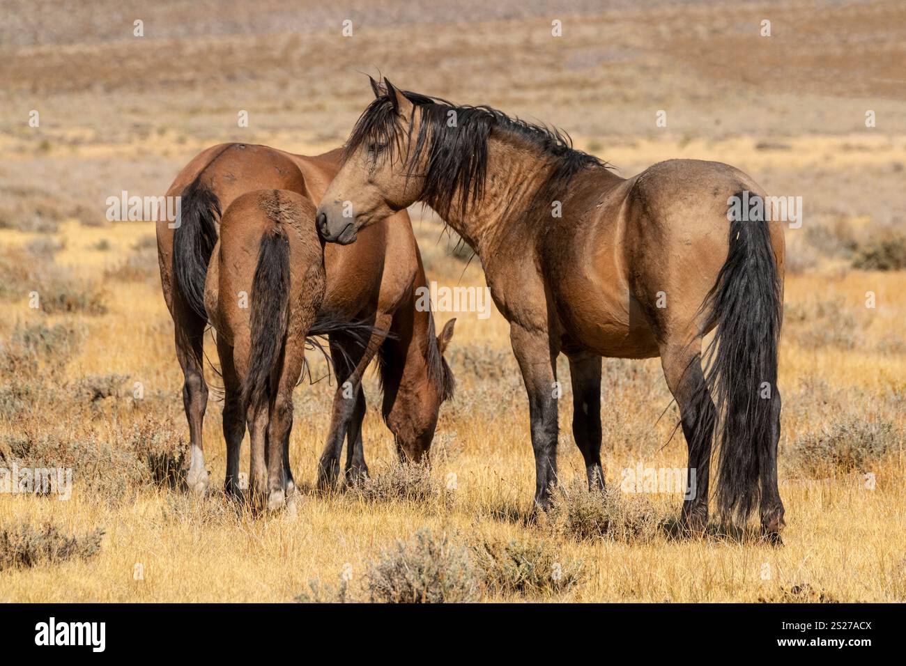 Wild Horse, Mustangs, American West, California Stock Photo - Alamy
