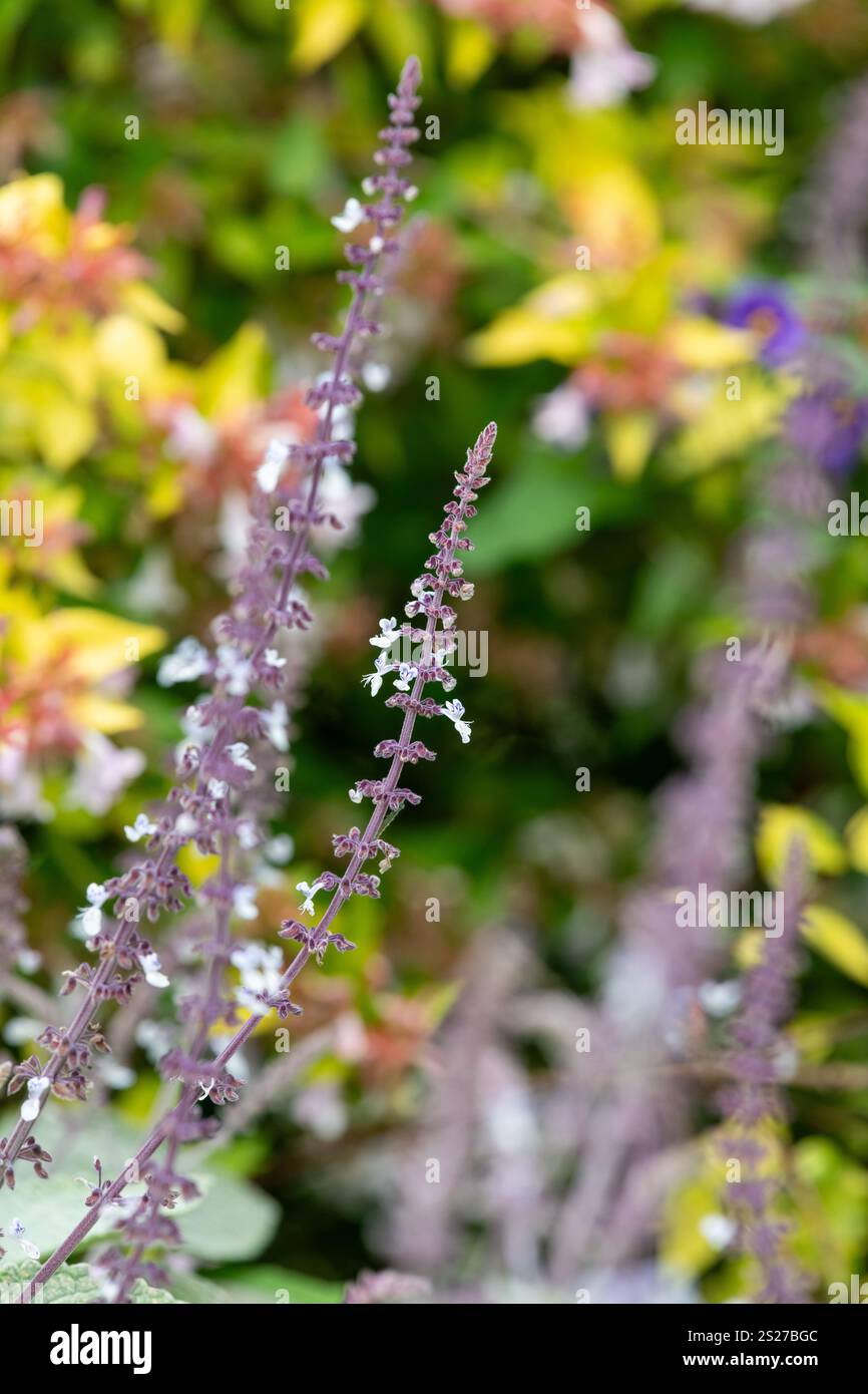 Coleus argentatus hi-res stock photography and images - Alamy