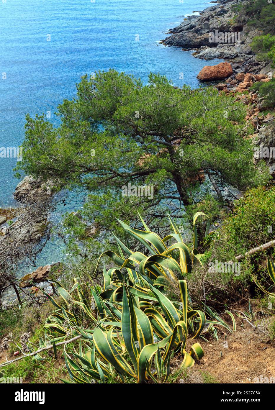 Conifer tree and stripped Agave americana plant on edge of cliff above ...