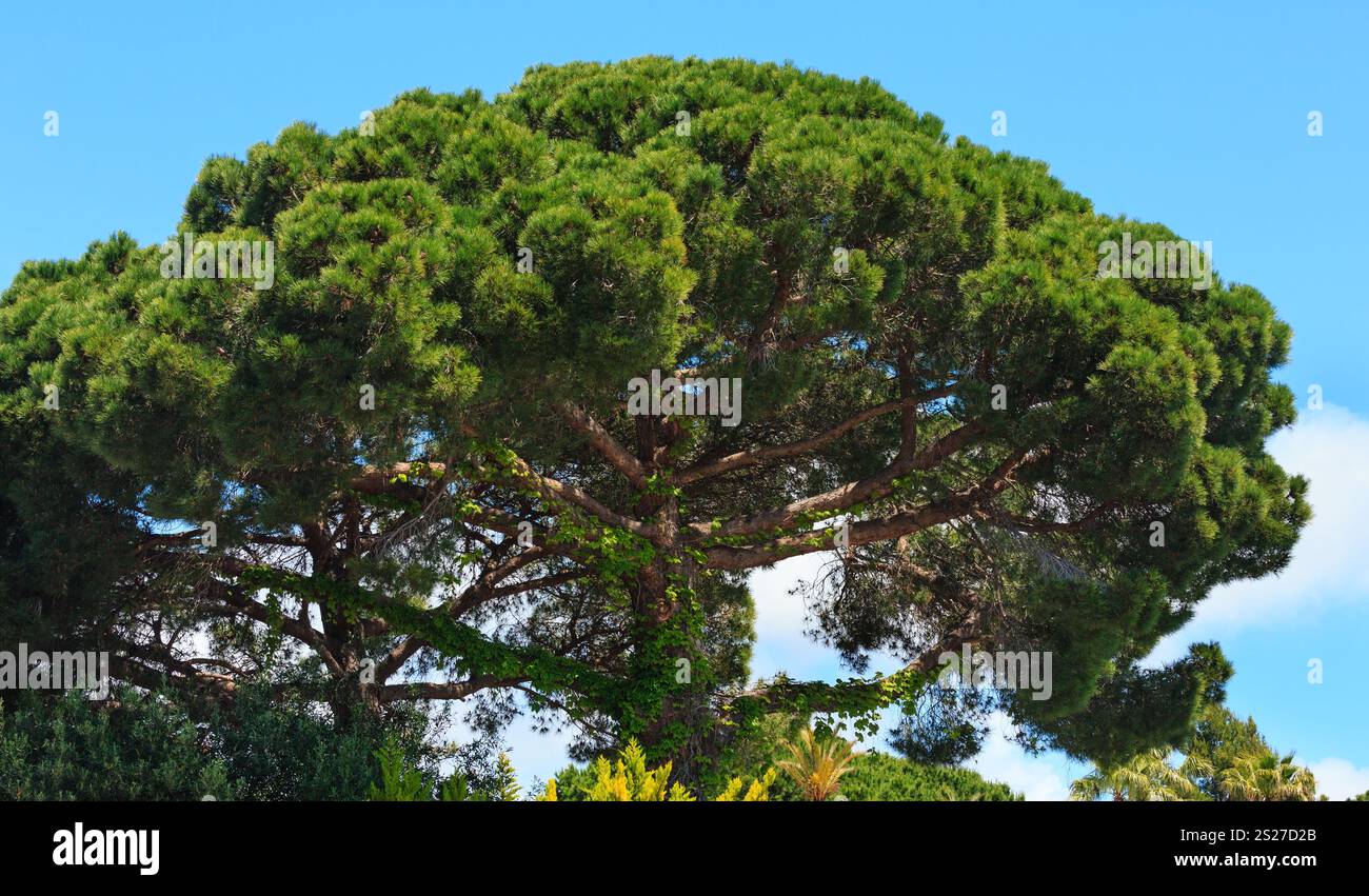 Conifer trees (pine) top on sky background Stock Photo - Alamy