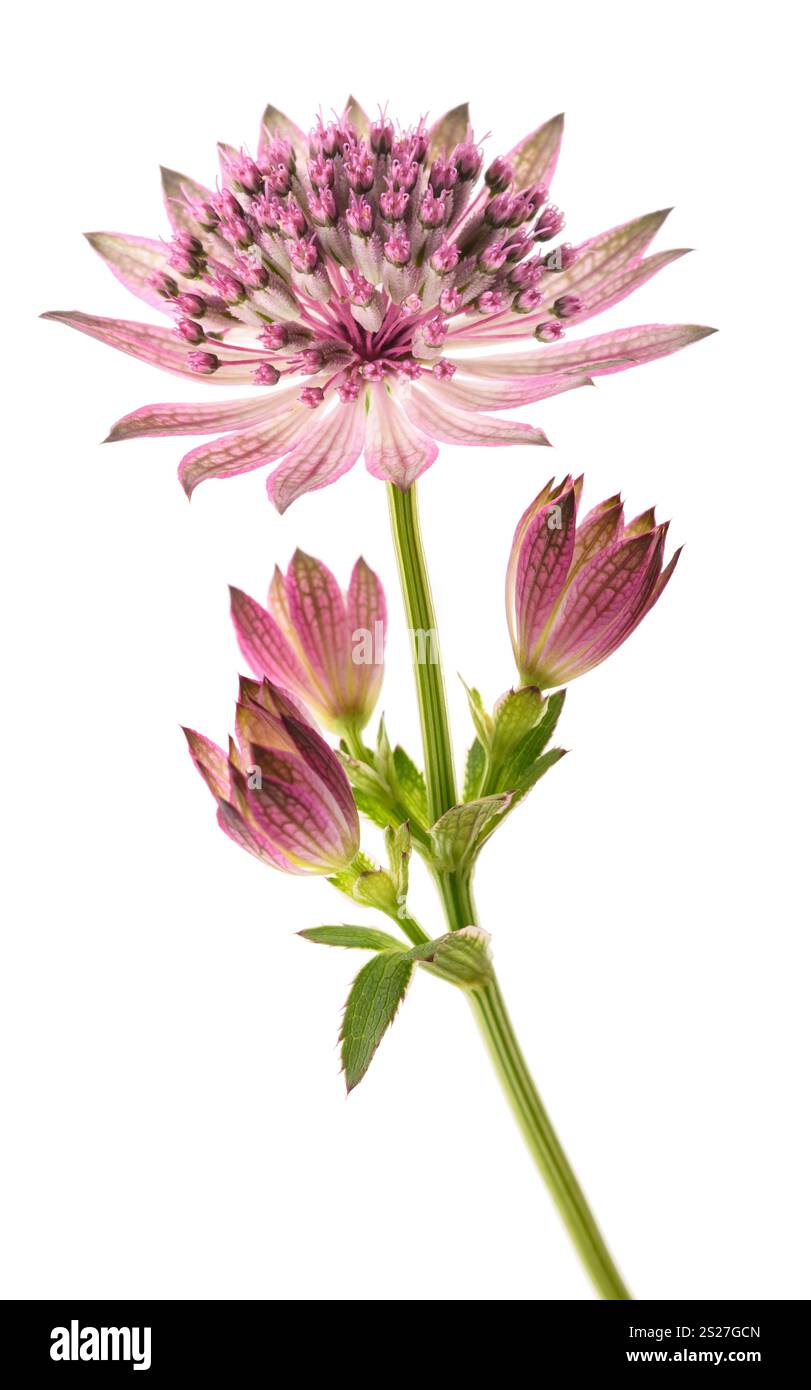 Great masterwort flowers isolated on white background Stock Photo - Alamy