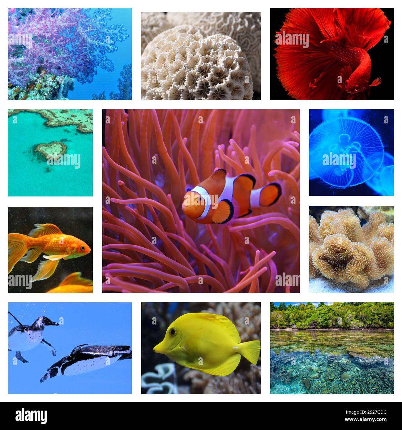 collage of images of the water world. Underwater nature, fish, corals ...