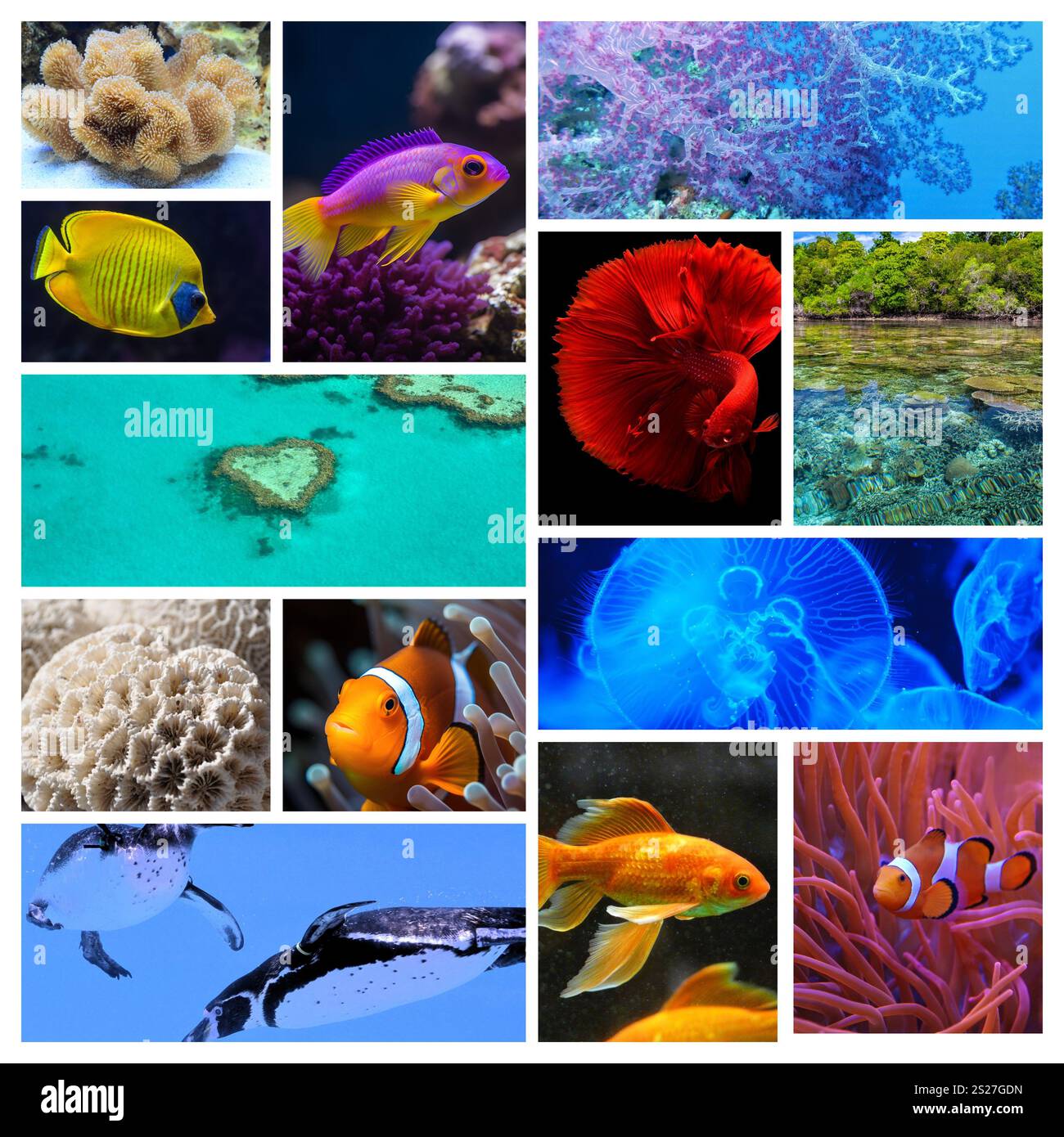 Lagoon fish Cut Out Stock Images & Pictures - Alamy