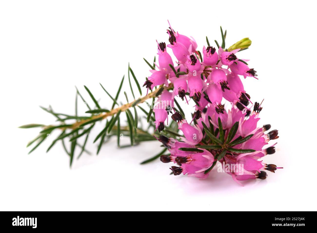 Purple heather flowers isolated on white background Stock Photo - Alamy