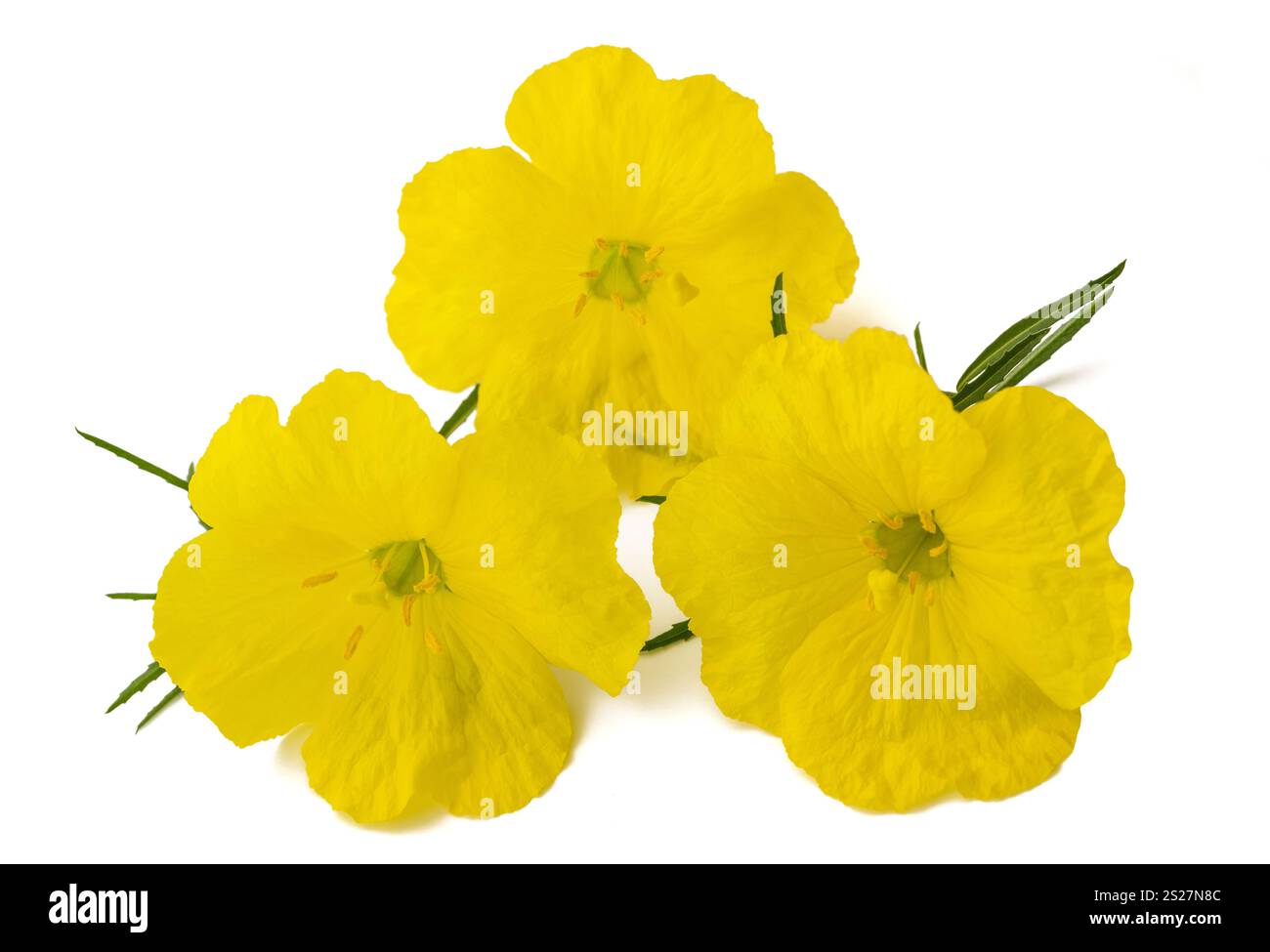 Hartweg's sundrops flowers isolated on white Stock Photo - Alamy