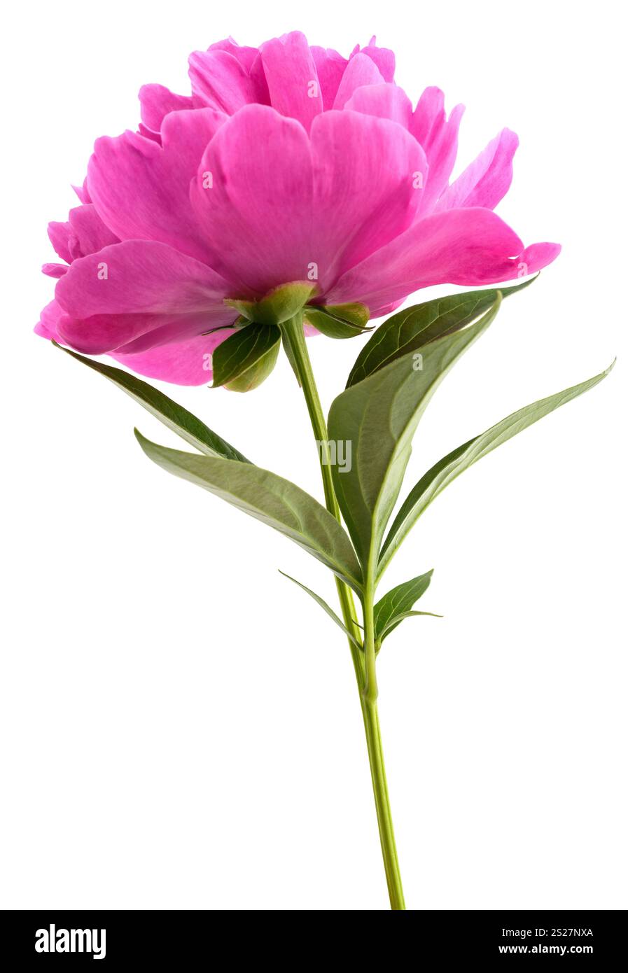 Peony flower isolated on white background Stock Photo - Alamy