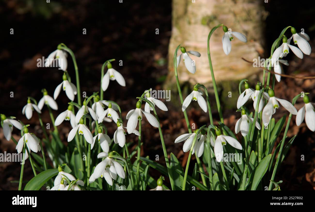 Galanthus plicatus 'Warham' Stock Photo - Alamy
