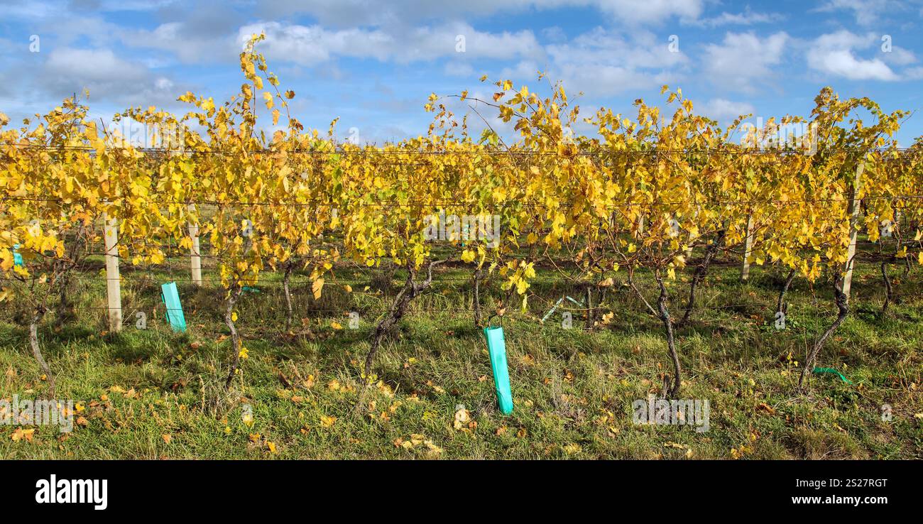 vineyard, autumn in the vineyard, yellow coloured vine plants, South ...